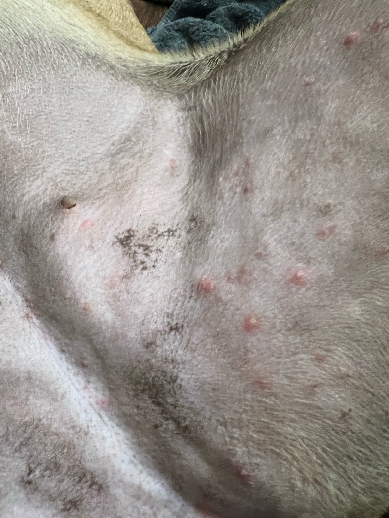 Red bumps and black spots on skin | Dr.Tail
