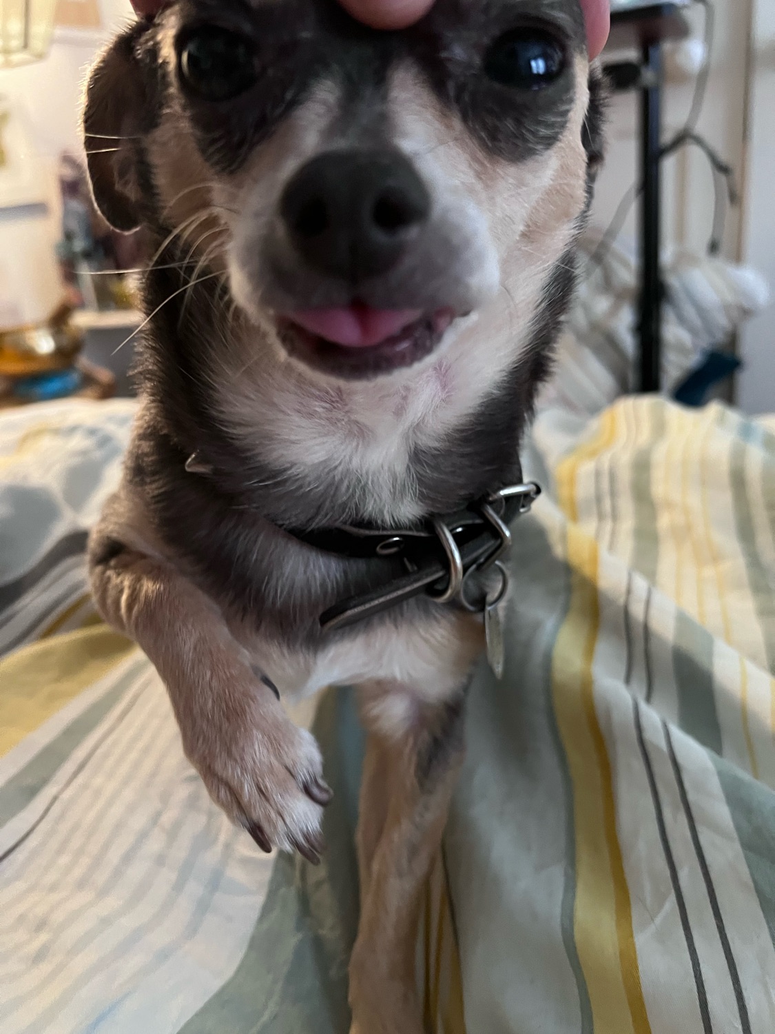 Irritated skin- rash like - hives - swollen fluid sack on neck | Dr.Tail