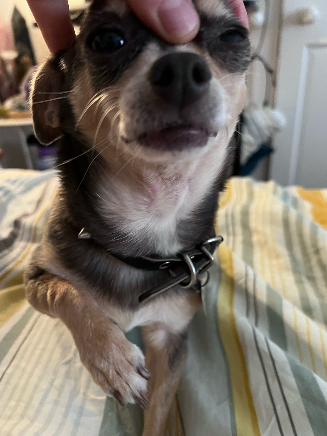 Irritated skin- rash like - hives - swollen fluid sack on neck | Dr.Tail