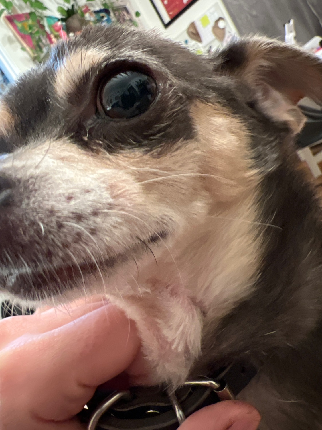 Irritated skin- rash like - hives - swollen fluid sack on neck | Dr.Tail