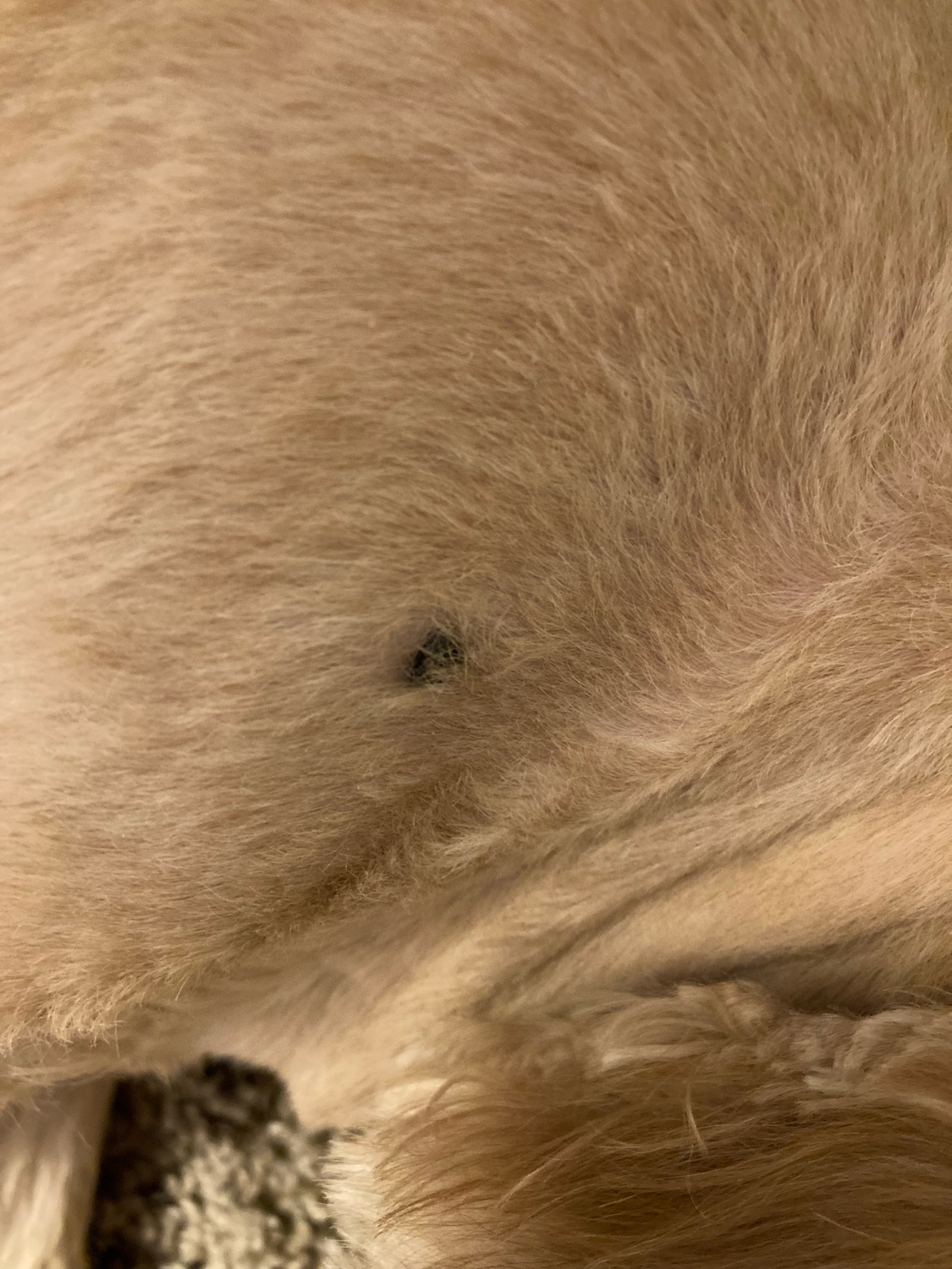 Black Mole On Dog Skin